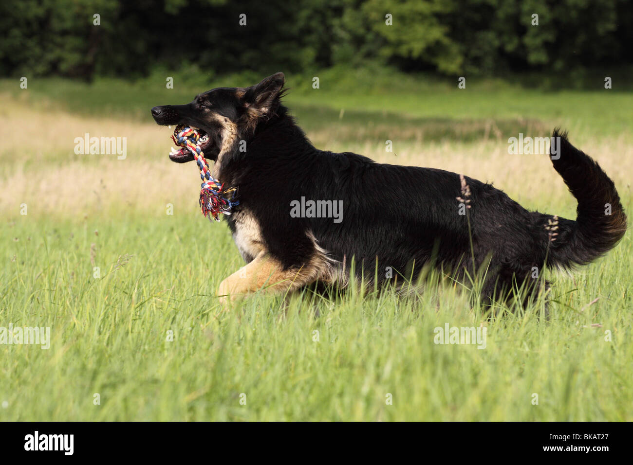 running German Shepherd Stock Photo - Alamy