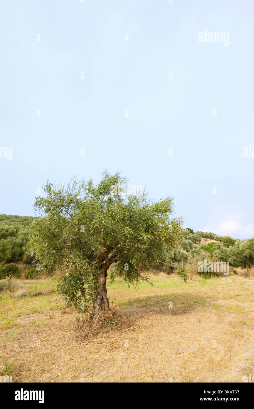 Greek olive tree in landscape with sunshine Stock Photo - Alamy