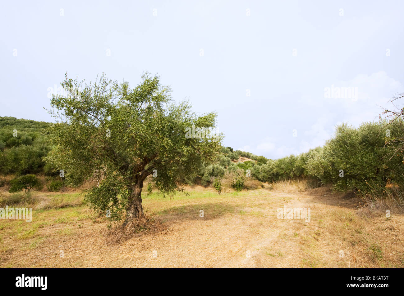 Greek olive tree in landscape with sunshine Stock Photo - Alamy