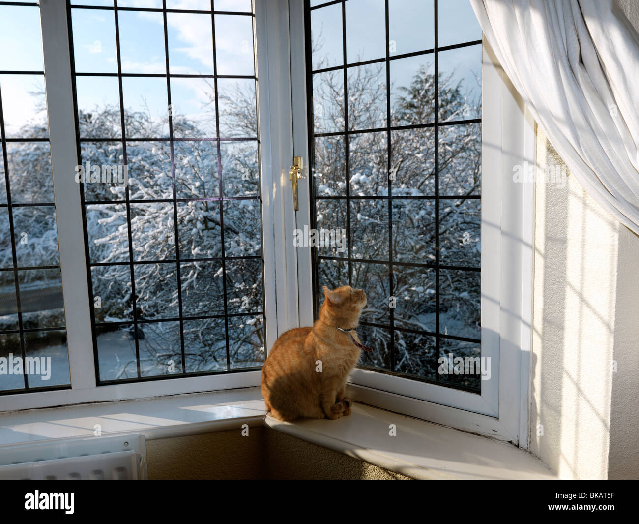 Ginger Cat Looking Out Of Upstairs Window At Snow England Stock Photo ...