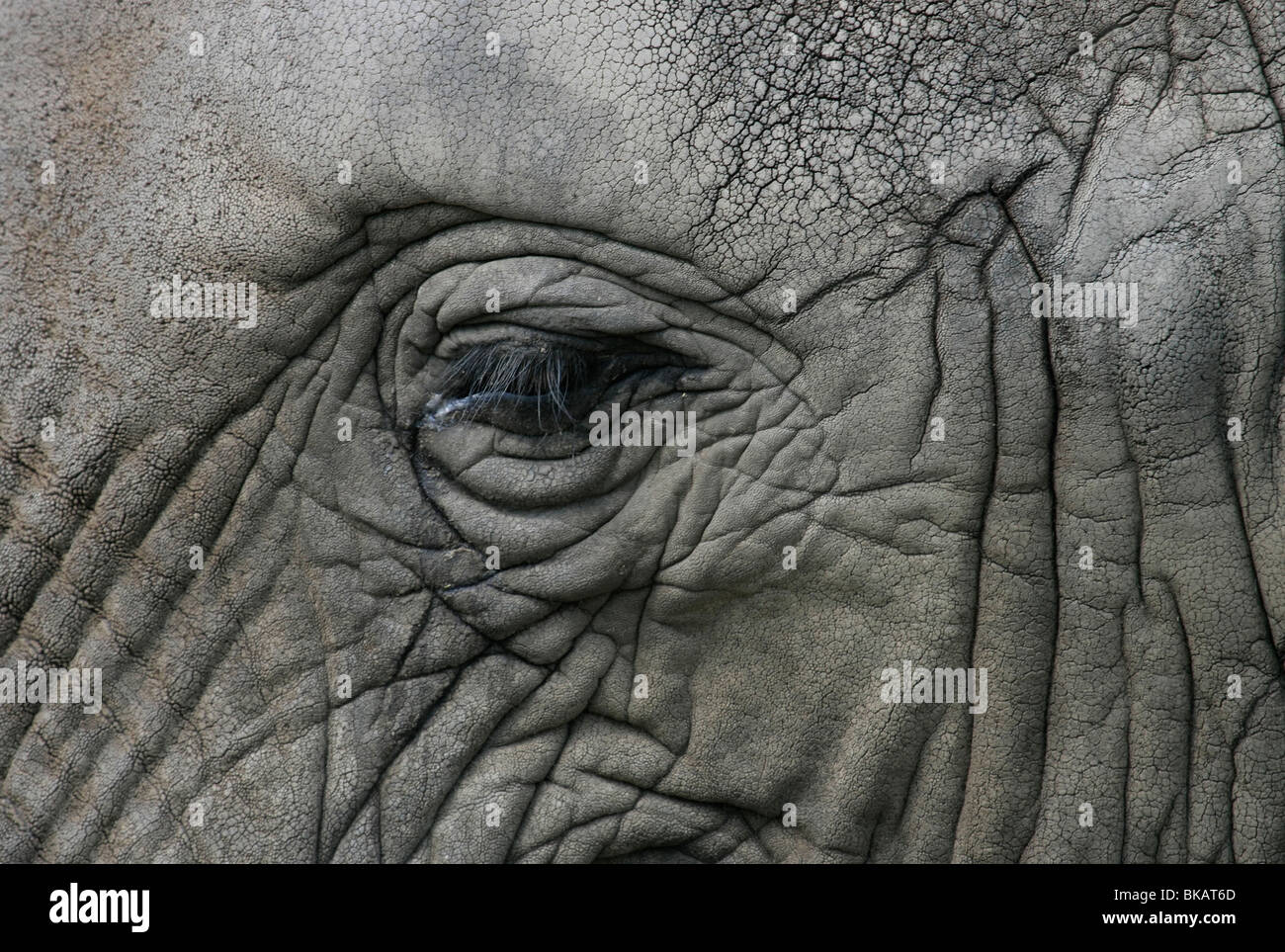 African elephant eye Stock Photo - Alamy