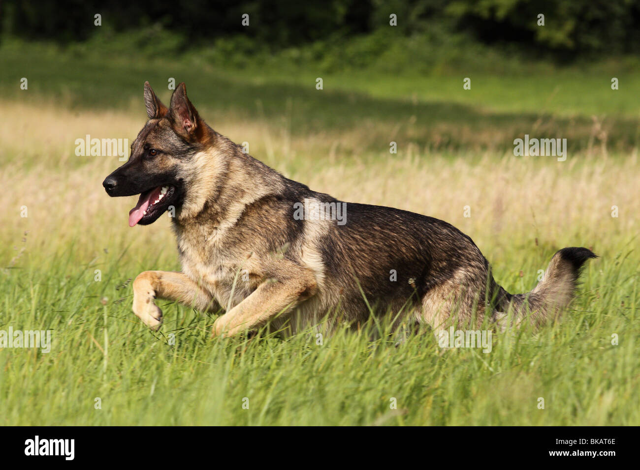 running German Shepherd Stock Photo - Alamy