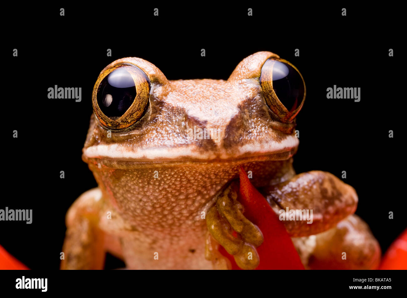Reed frog hi-res stock photography and images - Alamy