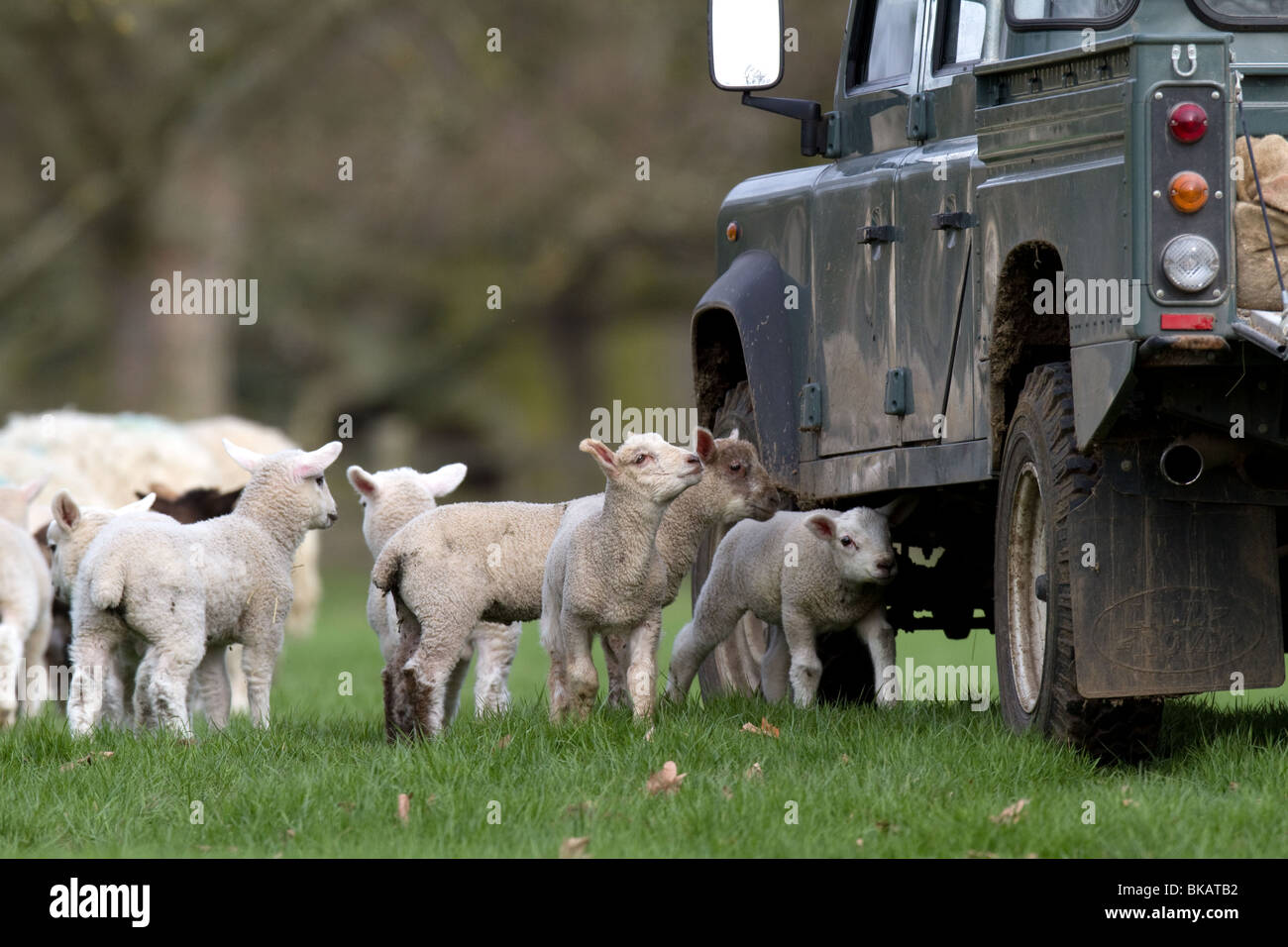 Young Lambs gather around the farmer's Land Rover Stock Photo - Alamy