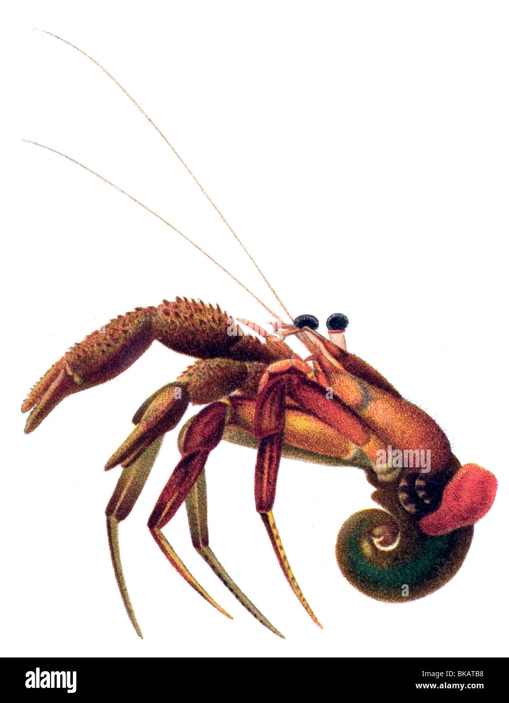 Hermit crab with Peltogaster parasite Stock Photo - Alamy