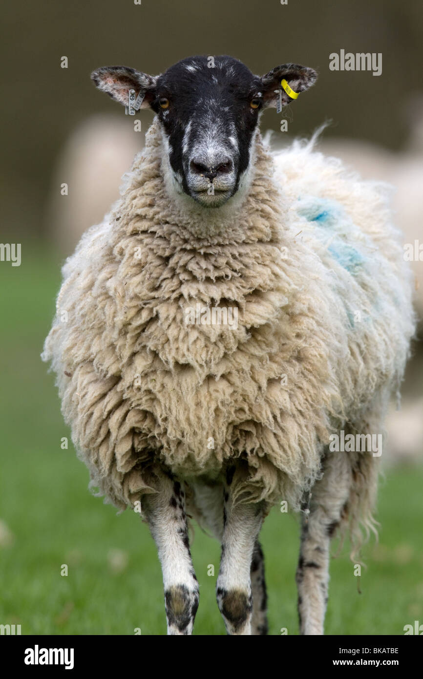 Ewe lamb lambs sheep hi-res stock photography and images - Alamy