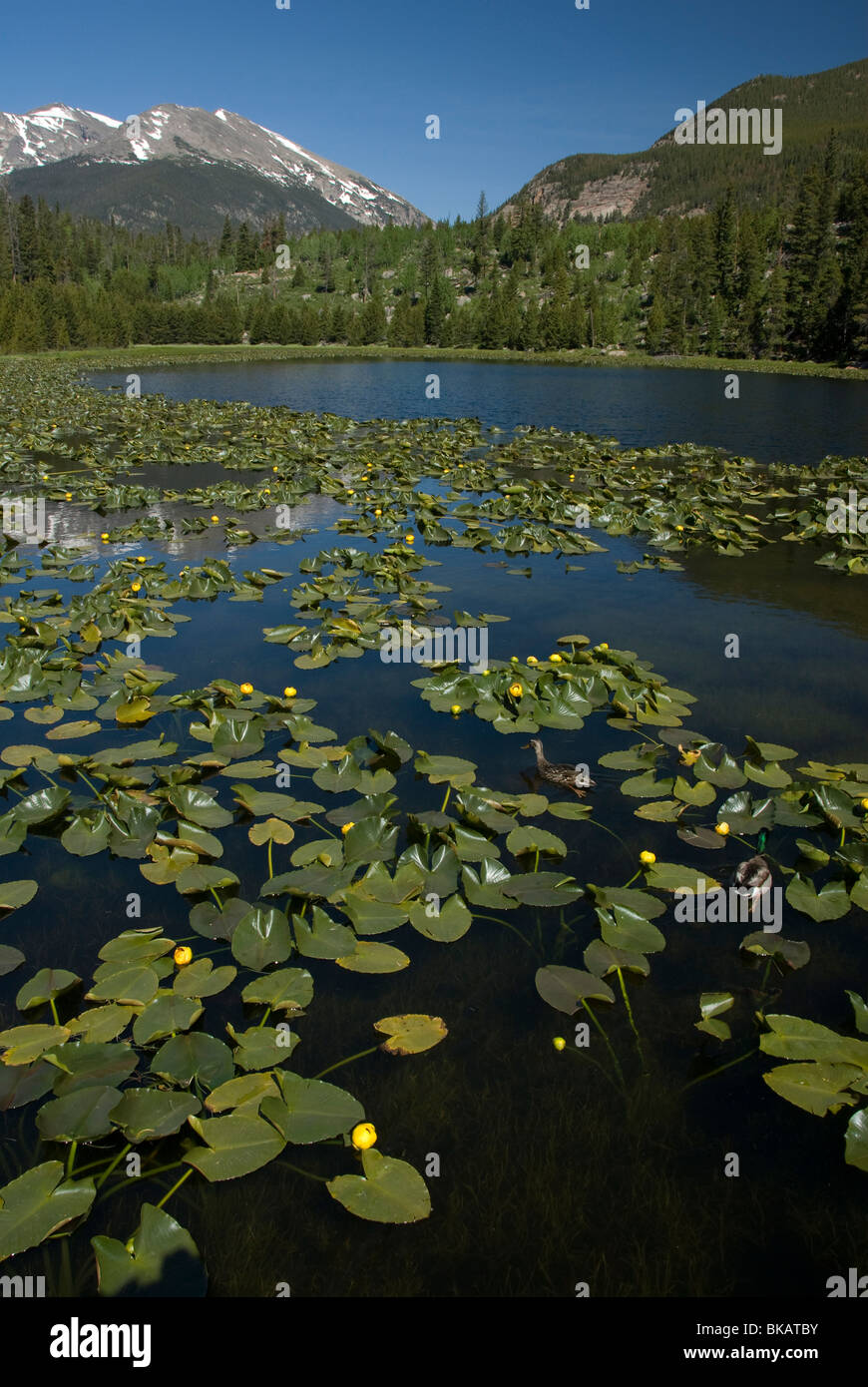 Cub lake and colorado hi-res stock photography and images - Alamy