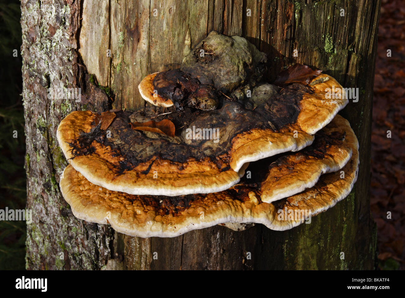 Wood decomposing fungus hi-res stock photography and images - Alamy