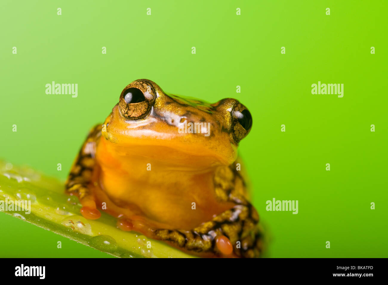 Golden Sedge Frog Stock Photo - Alamy