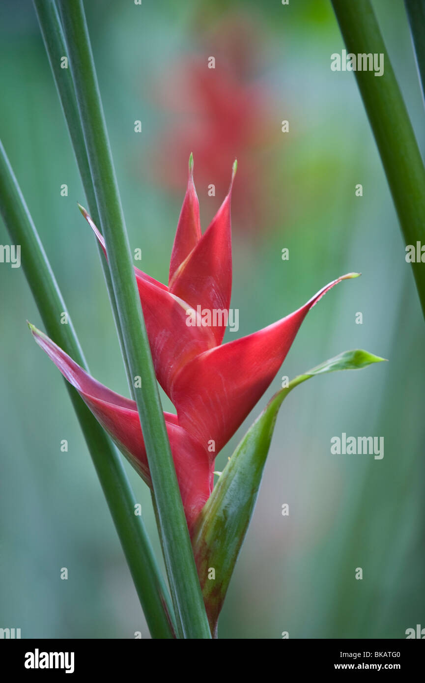 Heliconia caribaea flowers Diamond Botanical Gardens Soufriere St ...