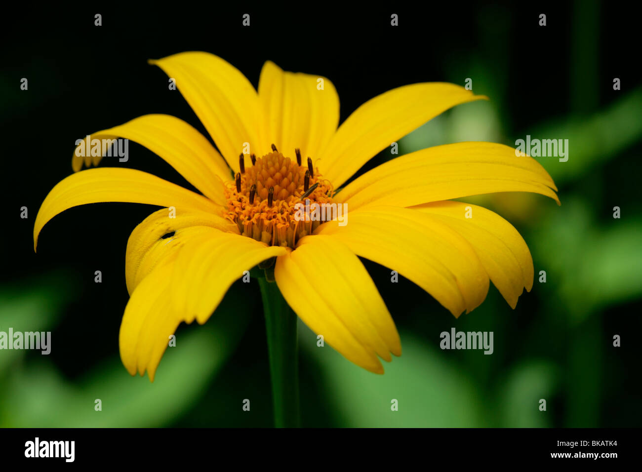 Fire field flower hi-res stock photography and images - Alamy
