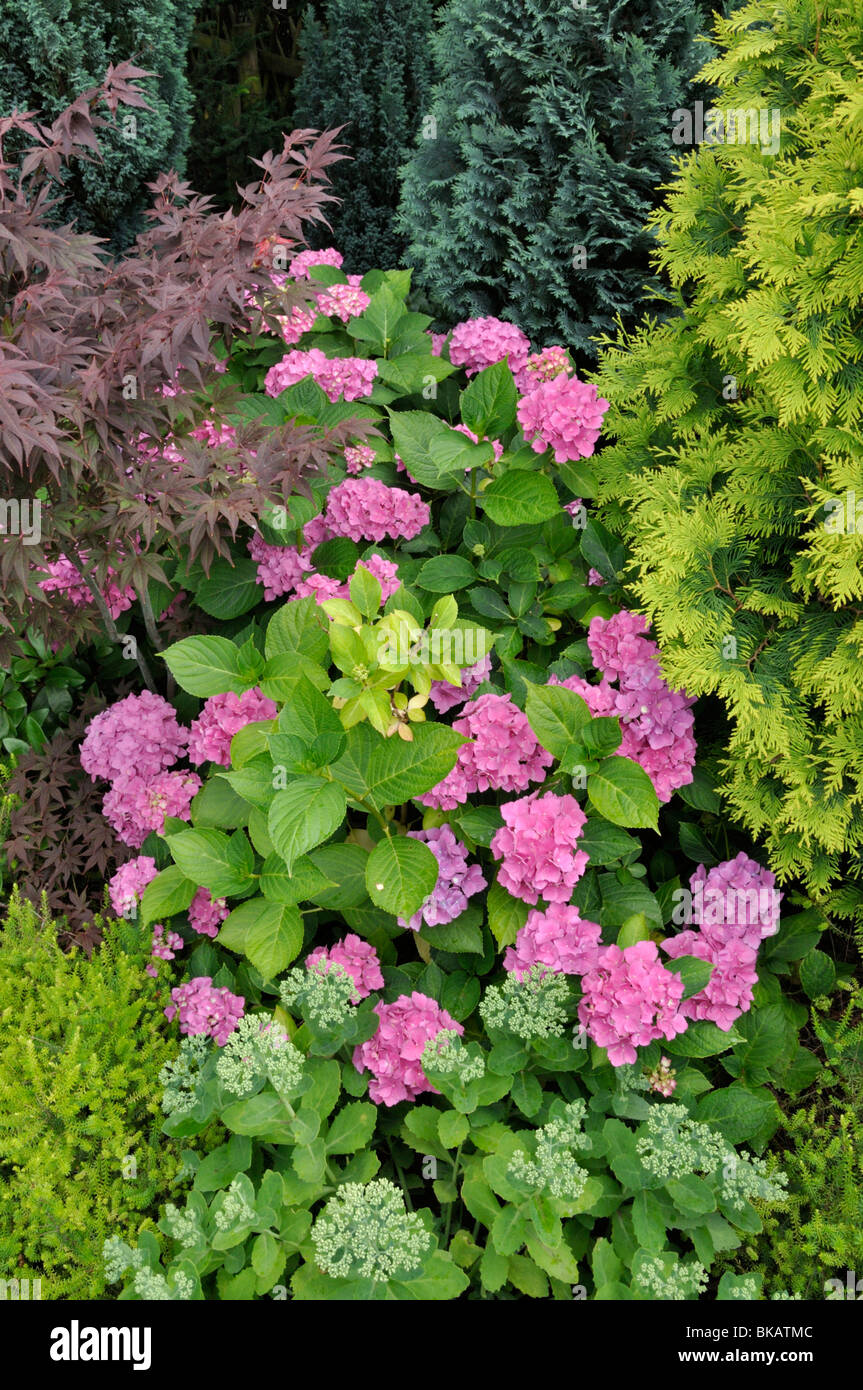 Japanese maple (Acer palmatum), big-leaved hydrangea (Hydrangea ...