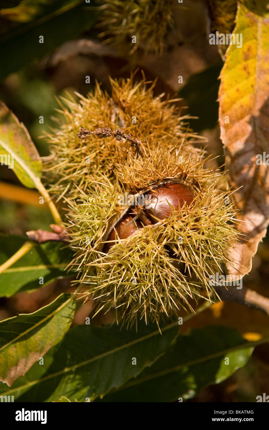 Seed casings hi-res stock photography and images - Alamy