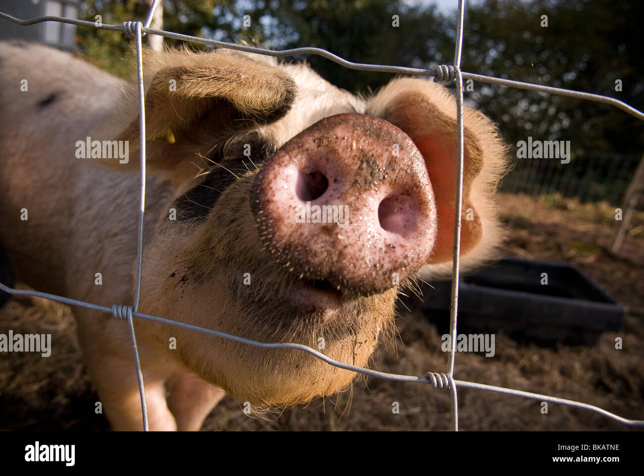 Pig fence hi-res stock photography and images - Alamy