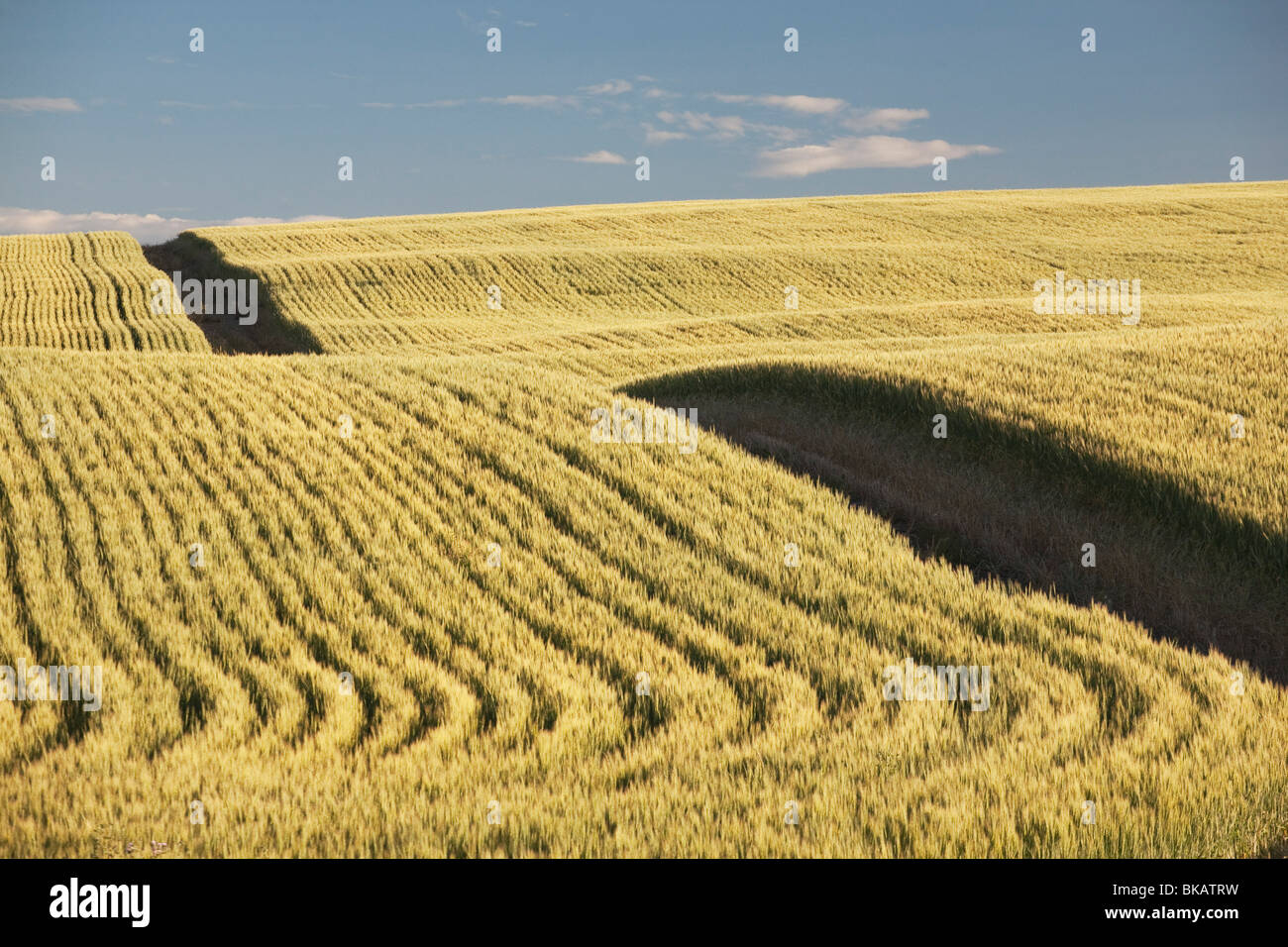 Green Wheat Field, Central Alberta, Canada Stock Photo - Alamy