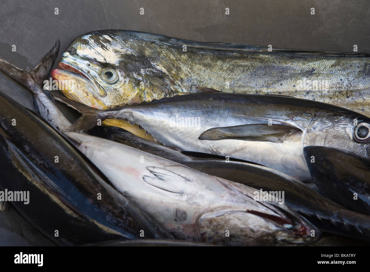Fish in the morning for sale street market Soufriere St. Lucia Windward ...