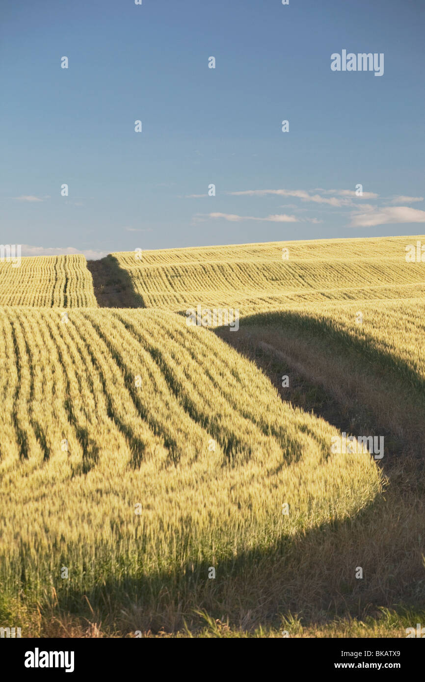Farming wheat hi-res stock photography and images - Alamy