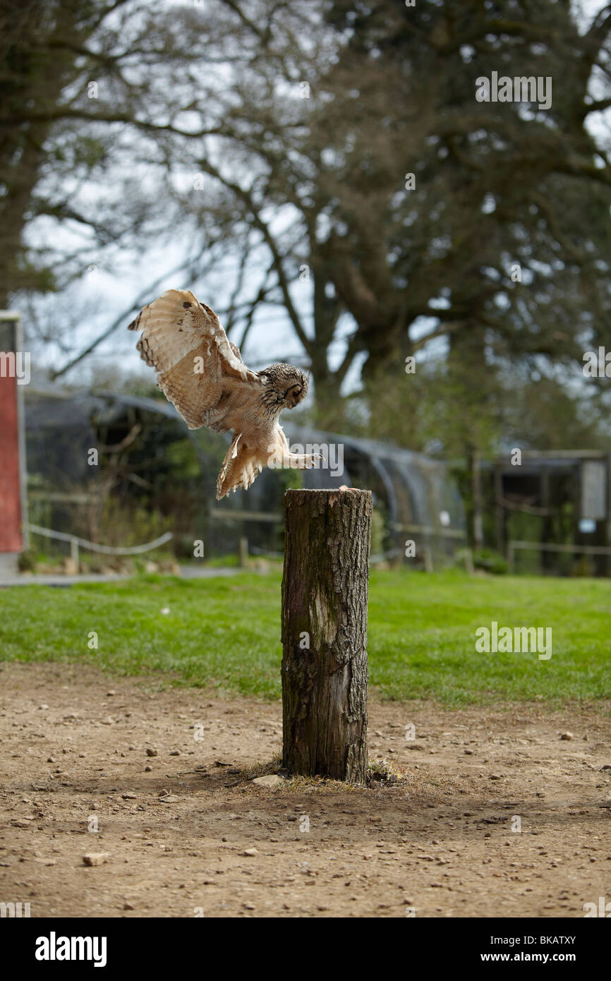 Swooping hi-res stock photography and images - Alamy