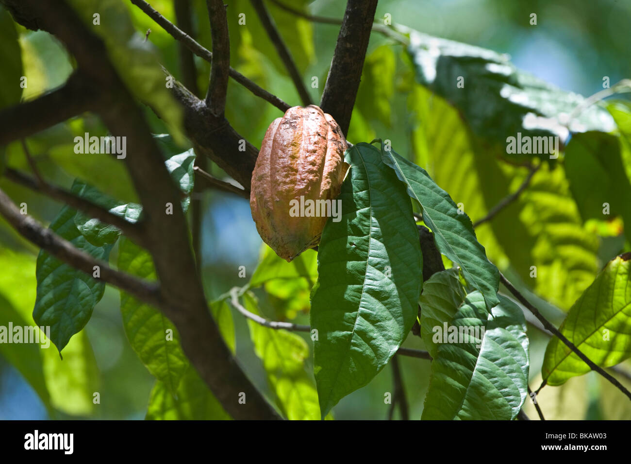 Cocoa tree (Theobroma cacao) with fruit pod Diamond Botanical Gardens ...
