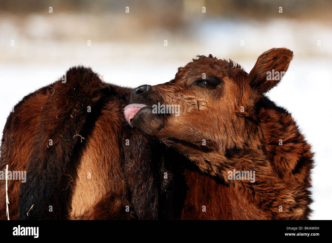 White croft winter hi-res stock photography and images - Alamy
