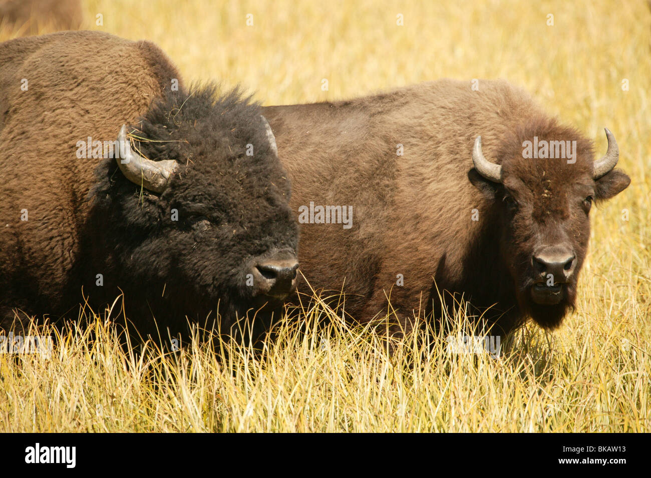 Bison love hi-res stock photography and images - Alamy