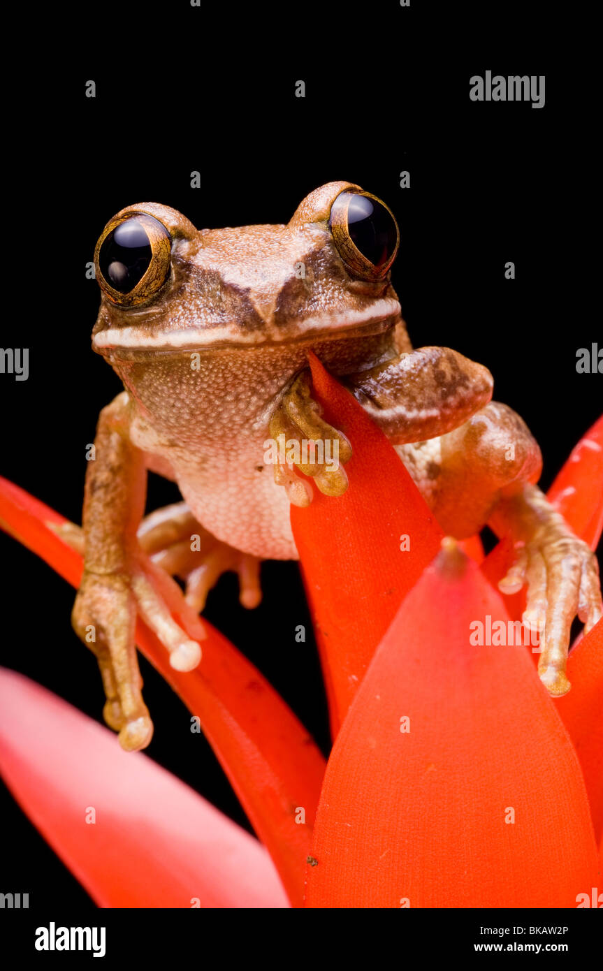 Reed frog hi-res stock photography and images - Alamy