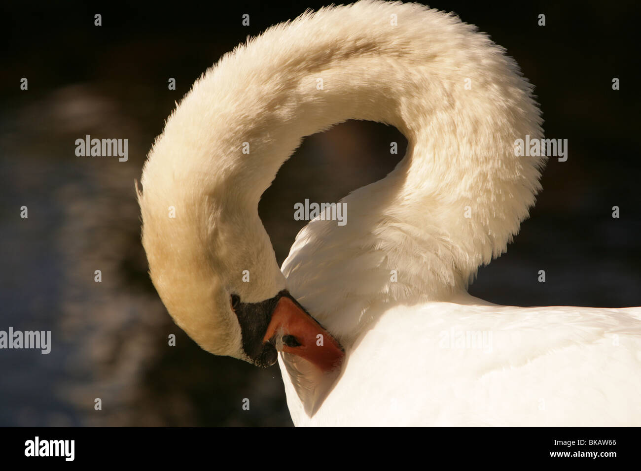 Wildlife design hi-res stock photography and images - Alamy