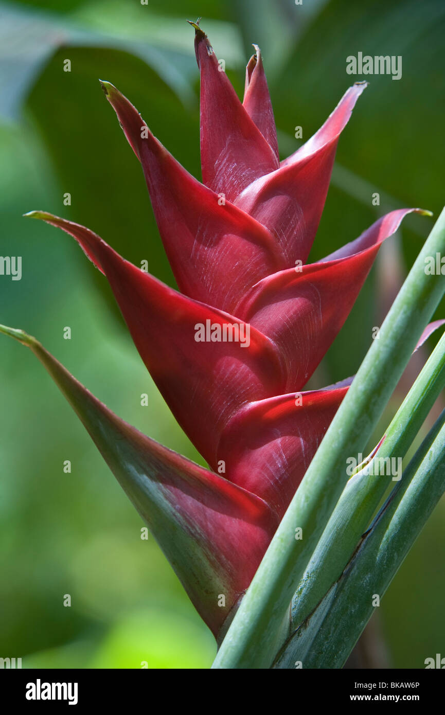 Heliconia (Heliconia caribaea) flower Diamond Botanical Gardens ...