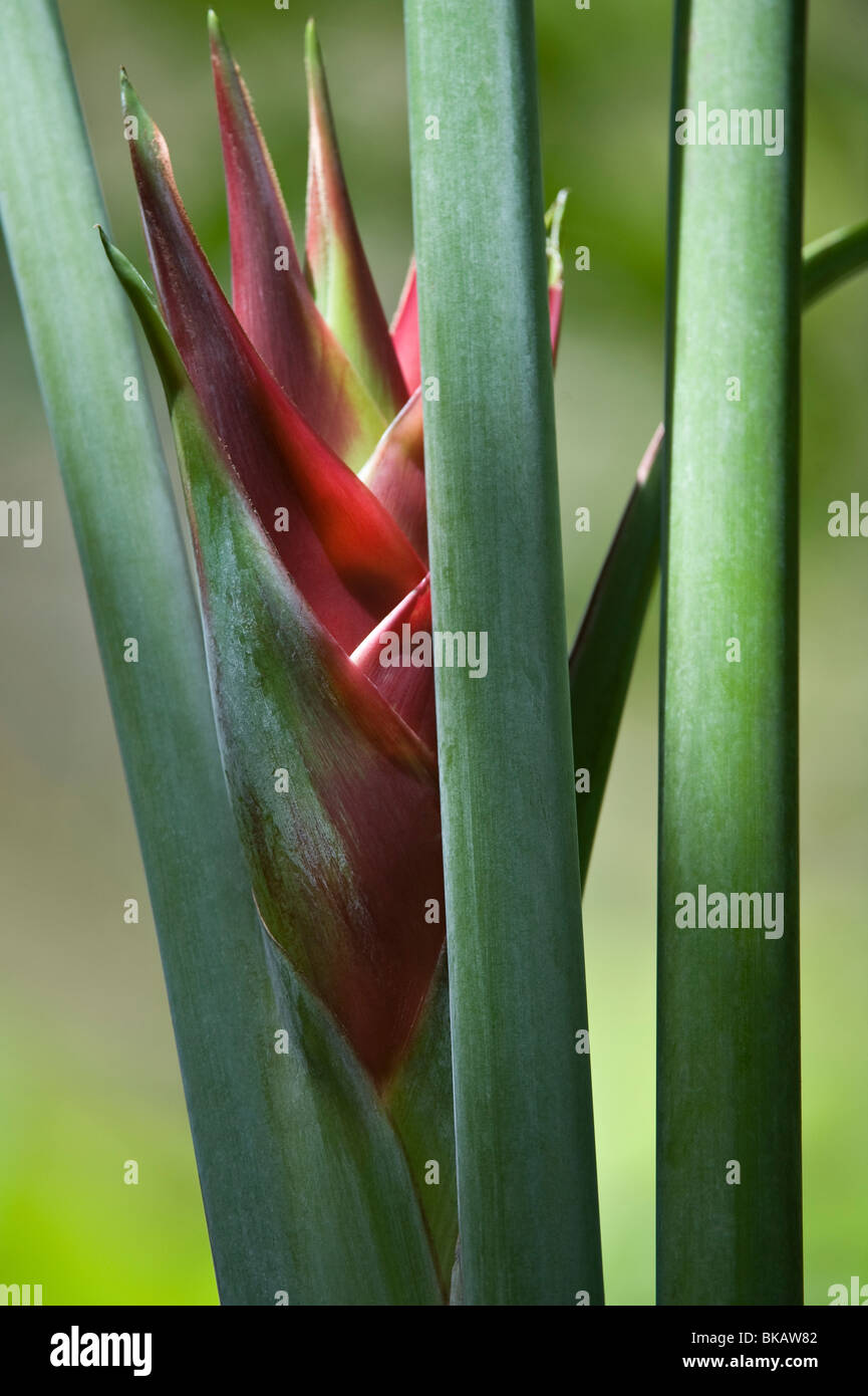 Plant of st lucia hi-res stock photography and images - Alamy
