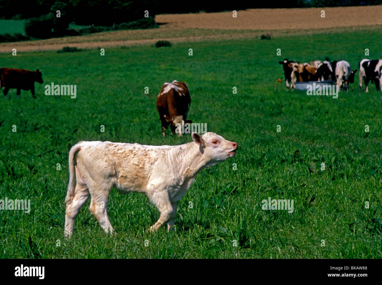 Cows village bourg dire pays hi-res stock photography and images - Alamy