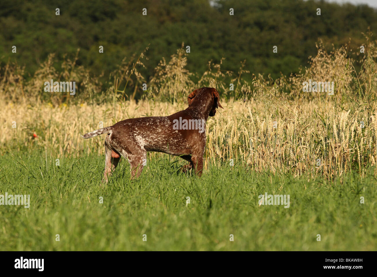 French Pointing Dog Stock Photo - Alamy