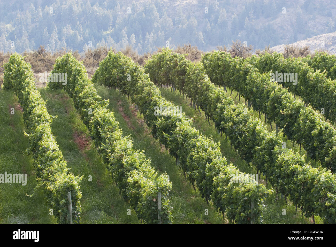 Fruit plantation columbia hi-res stock photography and images - Alamy