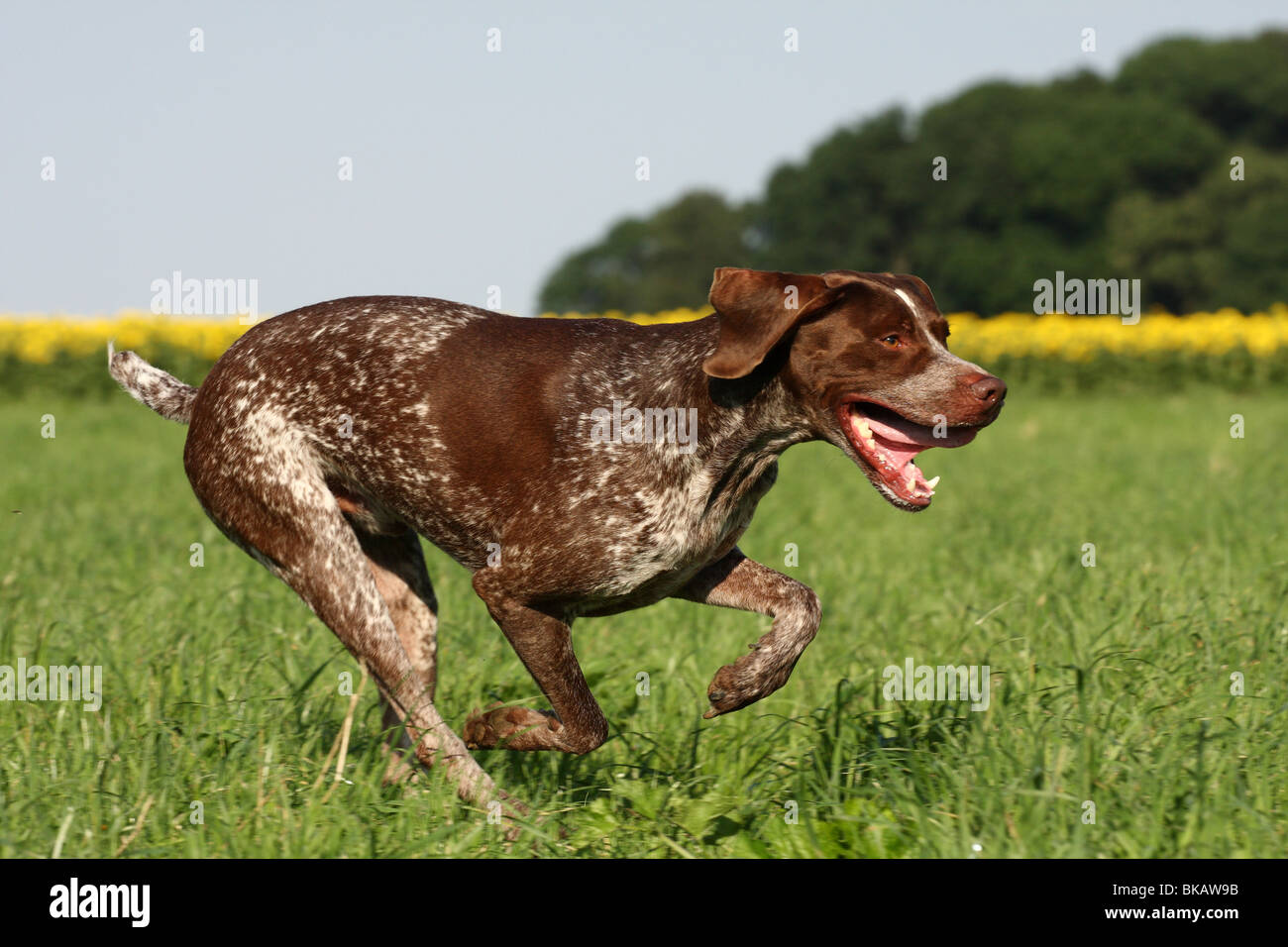 French Pointing Dog Stock Photo - Alamy