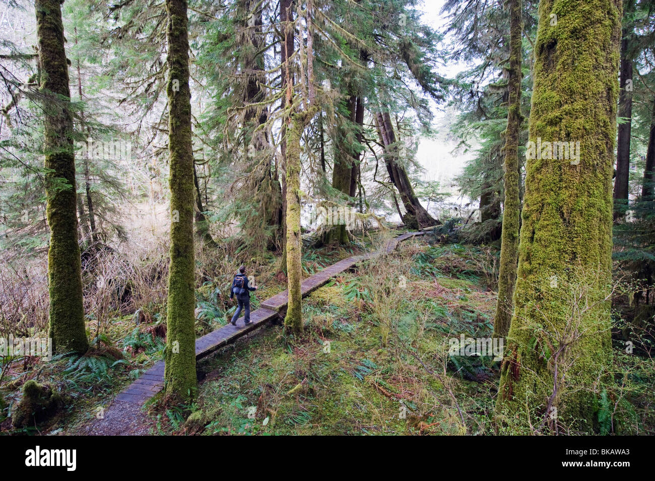 old growth forest in Carmanah Walbran Provincial Park, Vancouver Island ...