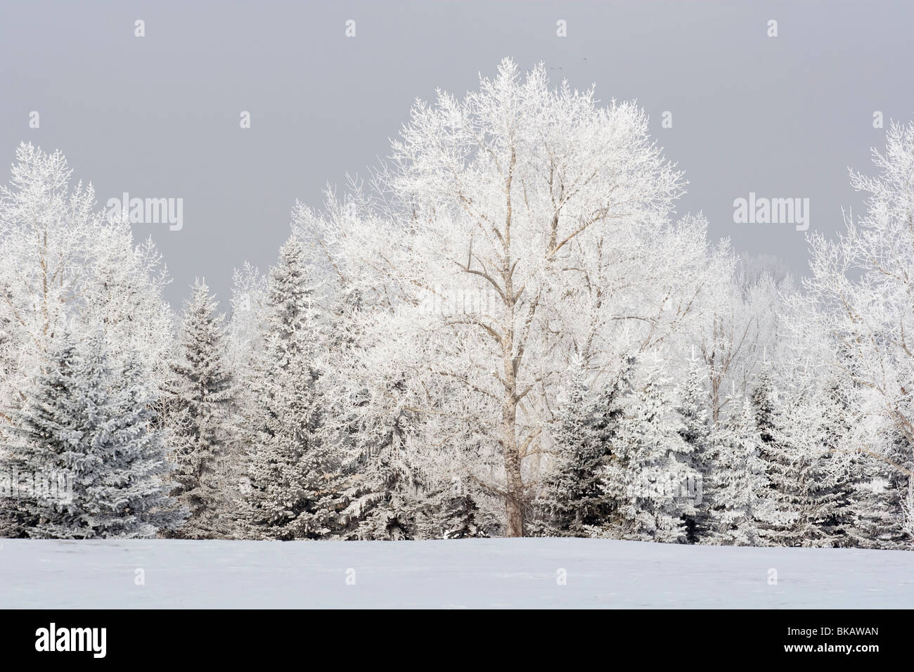 Calgary, Alberta, Canada; Frost On The Trees In Winter Stock Photo - Alamy