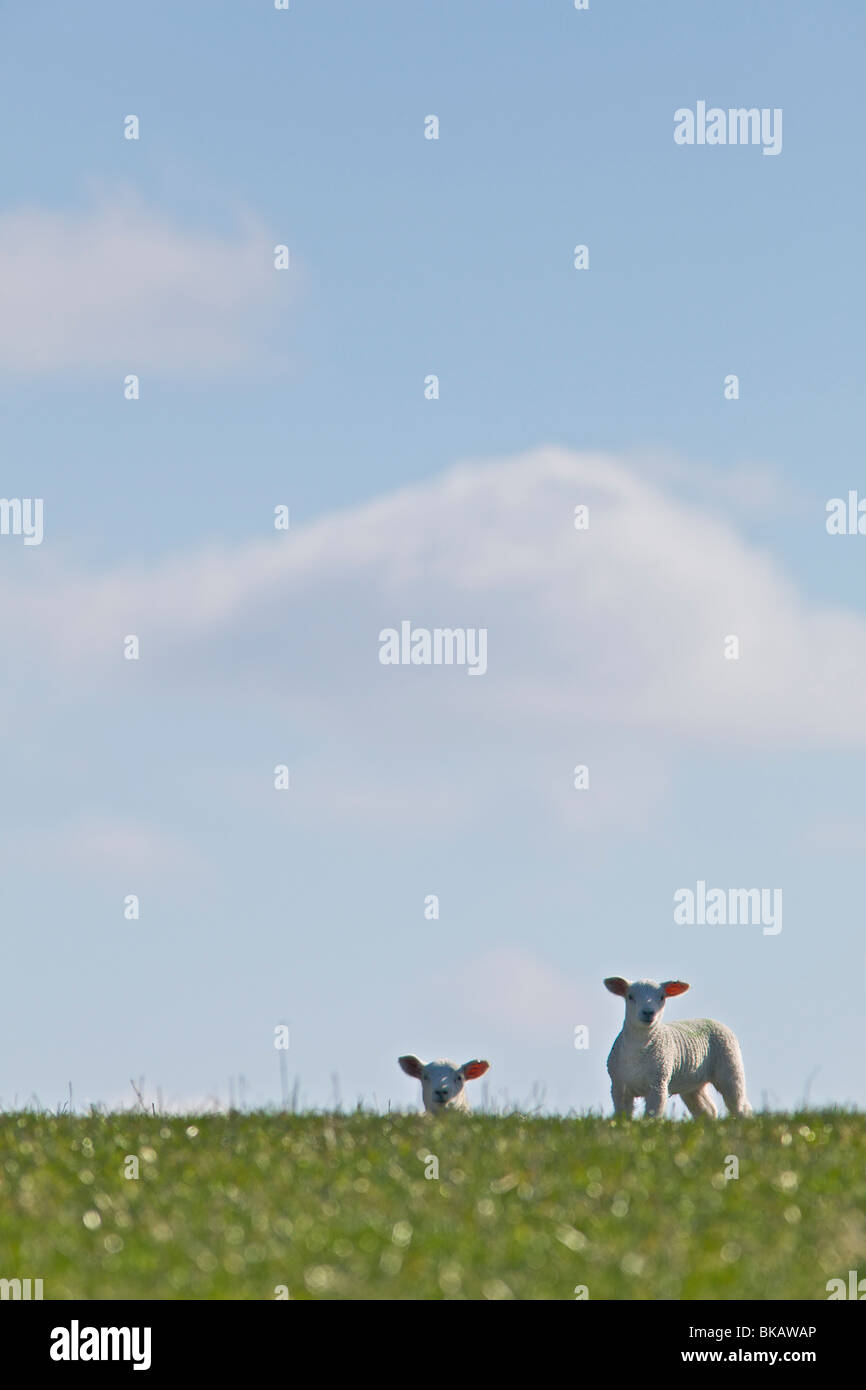 Spring lambs in green pasture field on sunny day Stock Photo - Alamy