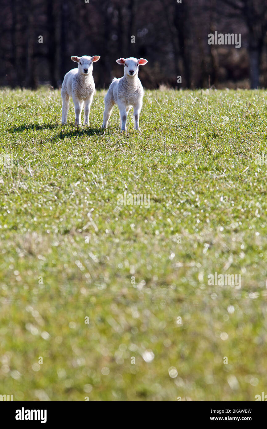Fresh born young juvenile green hi-res stock photography and images - Alamy