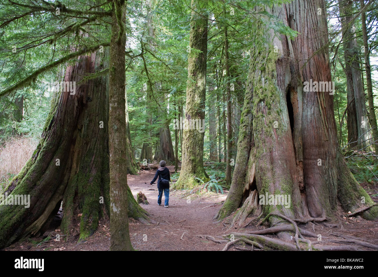 old growth forest in Cathedral Grove MacMillan Provincial Park ...