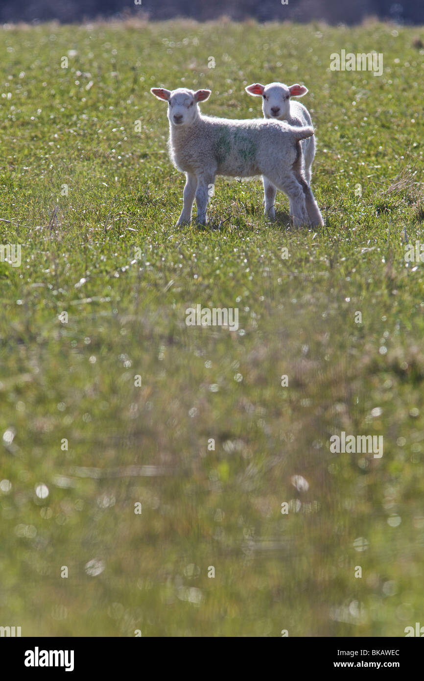 Spring lambs in green pasture field on sunny day Stock Photo - Alamy