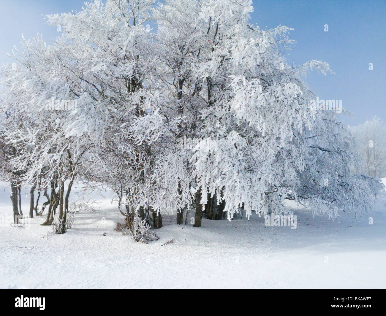 French / France winter snow landscape in the French Alpine resort of ...