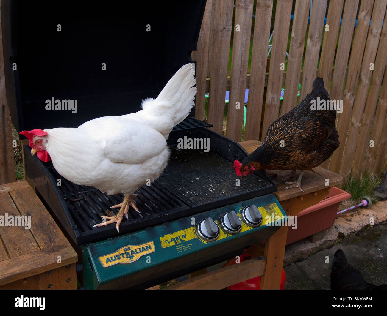 Pet Chickens on a Barbeque Stock Photo - Alamy