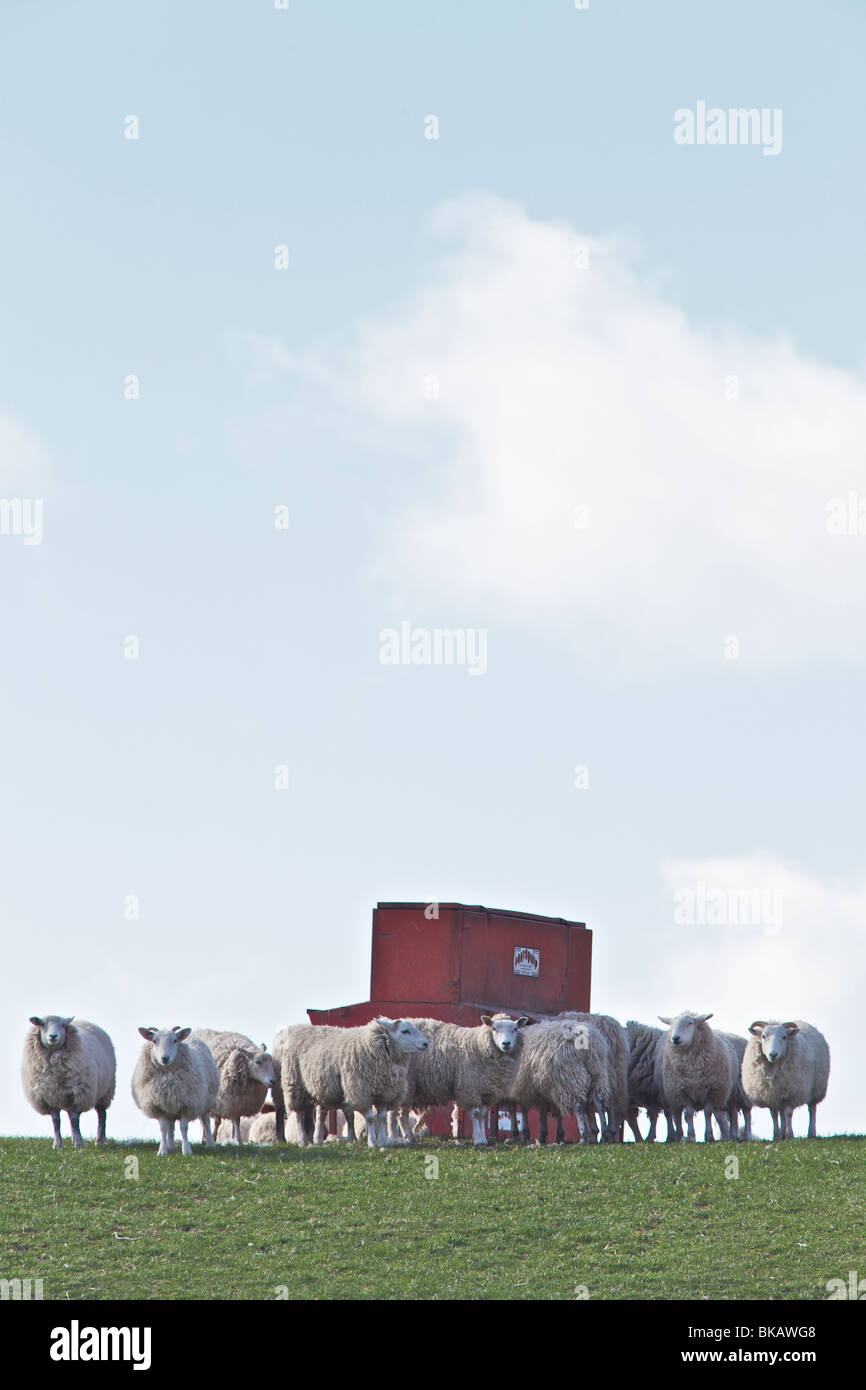 Hoe ram hi-res stock photography and images - Alamy