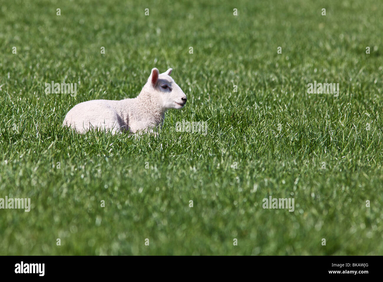 Beautiful spring lambs hi-res stock photography and images - Alamy