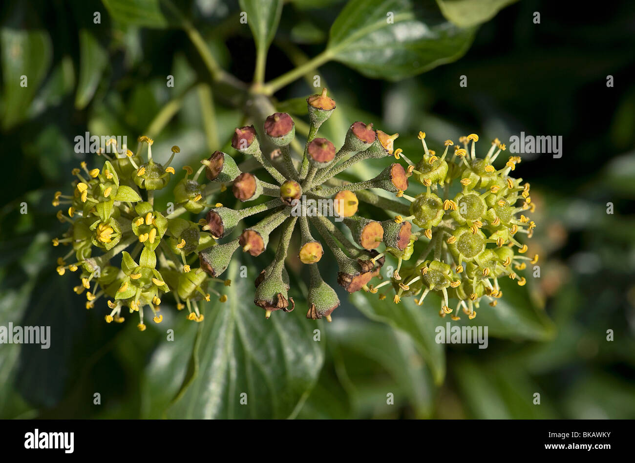 Climbers plants flowers hi-res stock photography and images - Alamy