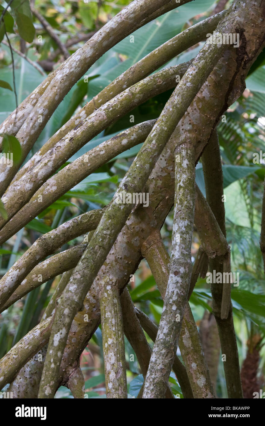 Pandanus roots hi-res stock photography and images - Alamy