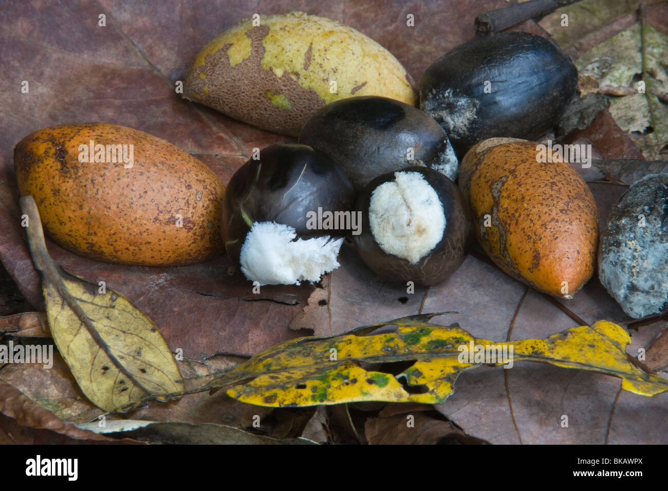 Nutmeg plants hi-res stock photography and images - Alamy