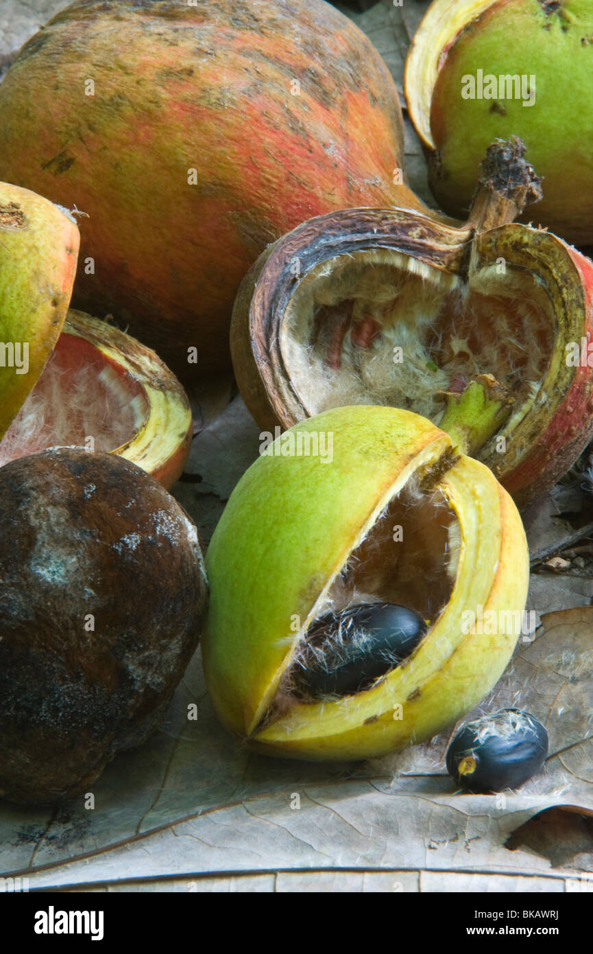 Wild nutmeg or Miscad Marron (Swartzia caribaea) fruits on forest floor ...