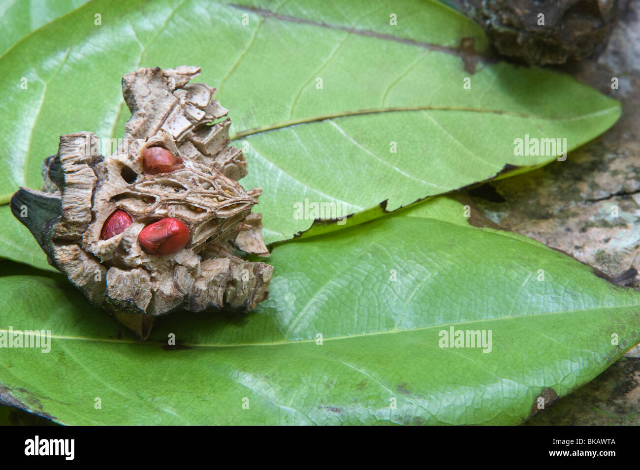 Bwapen mawon (Talauma dodecapetala) seeds and leaves on the forest ...