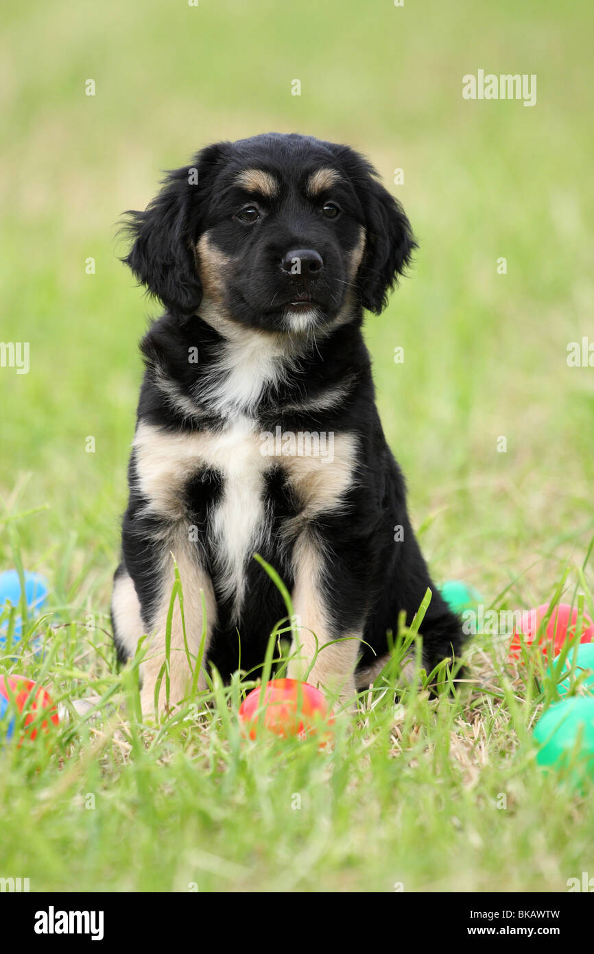 Portuguese Sheepdog Puppy Stock Photo - Alamy