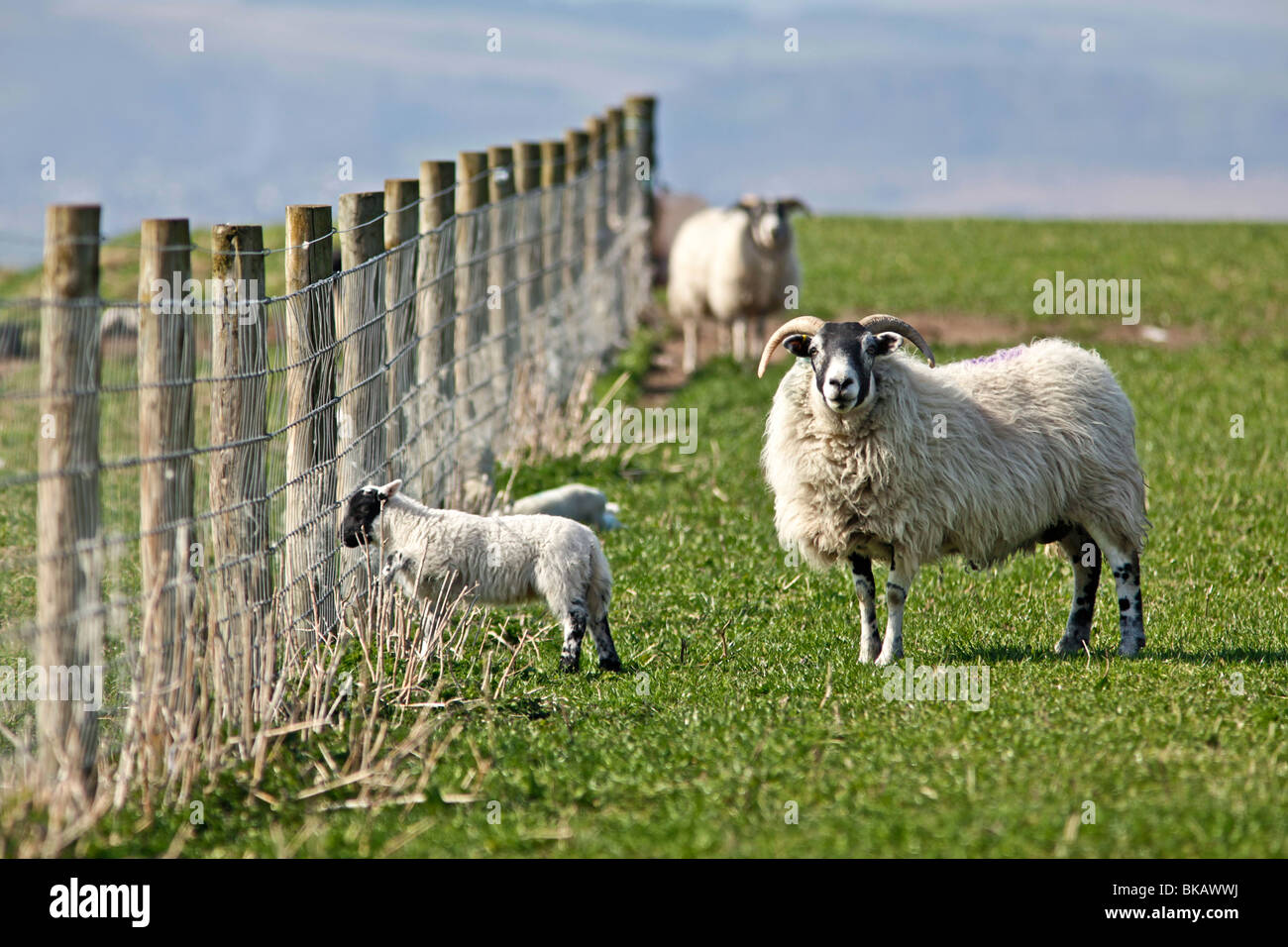 Spring lambs in green pasture field on sunny day Stock Photo - Alamy
